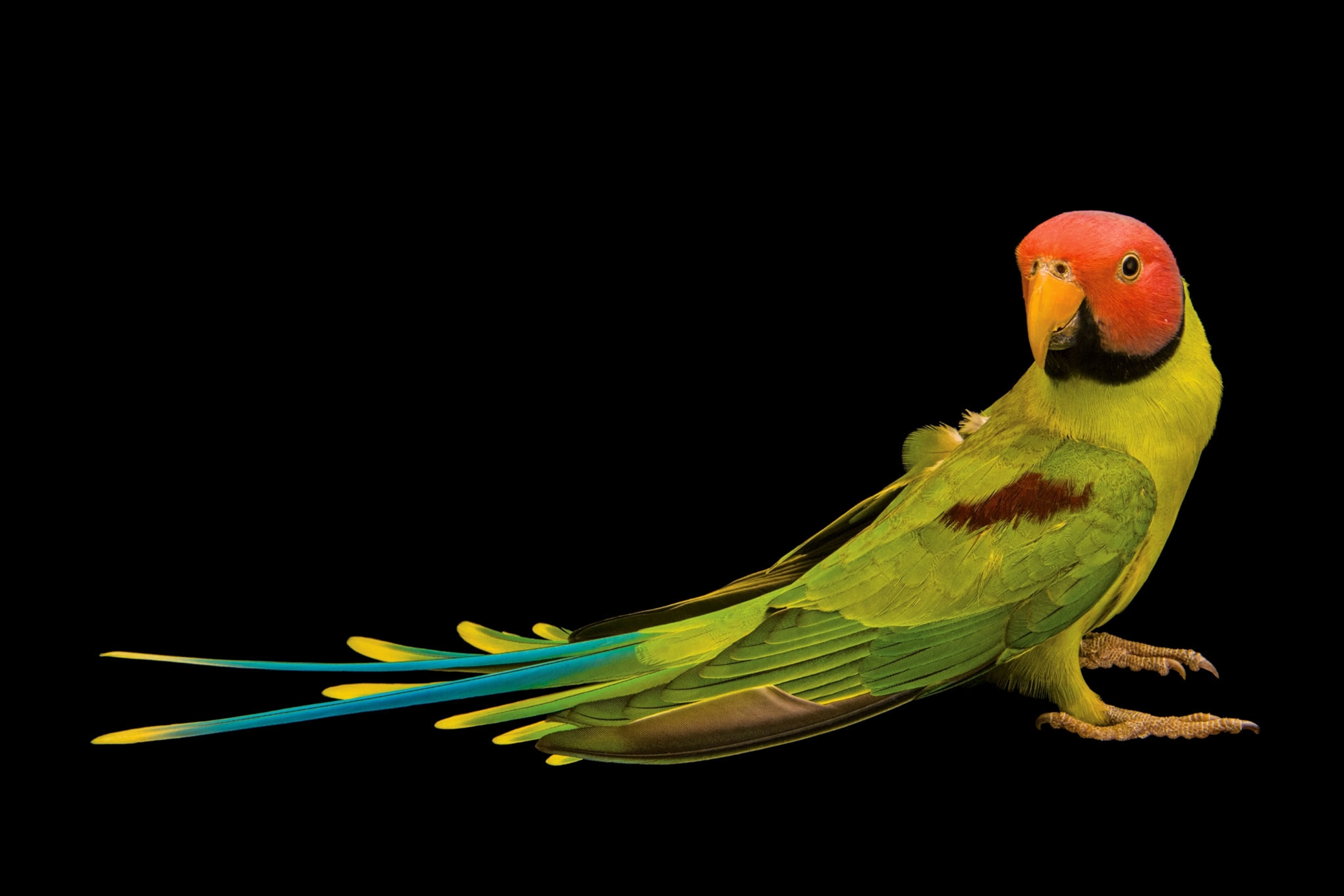 Parrots, Popular Pet Birds, Threatened by Illegal Trade