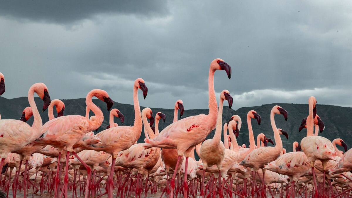 5 ways to celebrate birds this spring | National Geographic