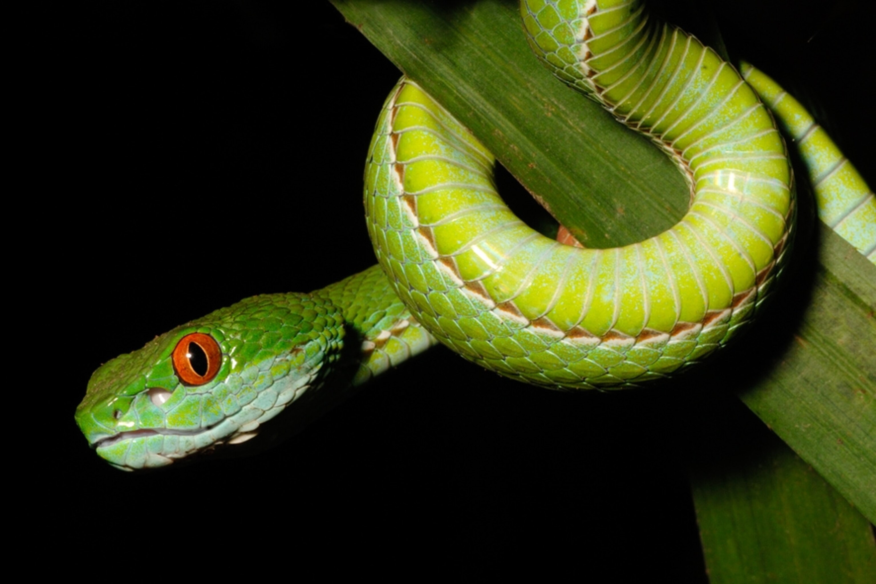 Pictures: New Ruby-Eyed Pit Viper Discovered
