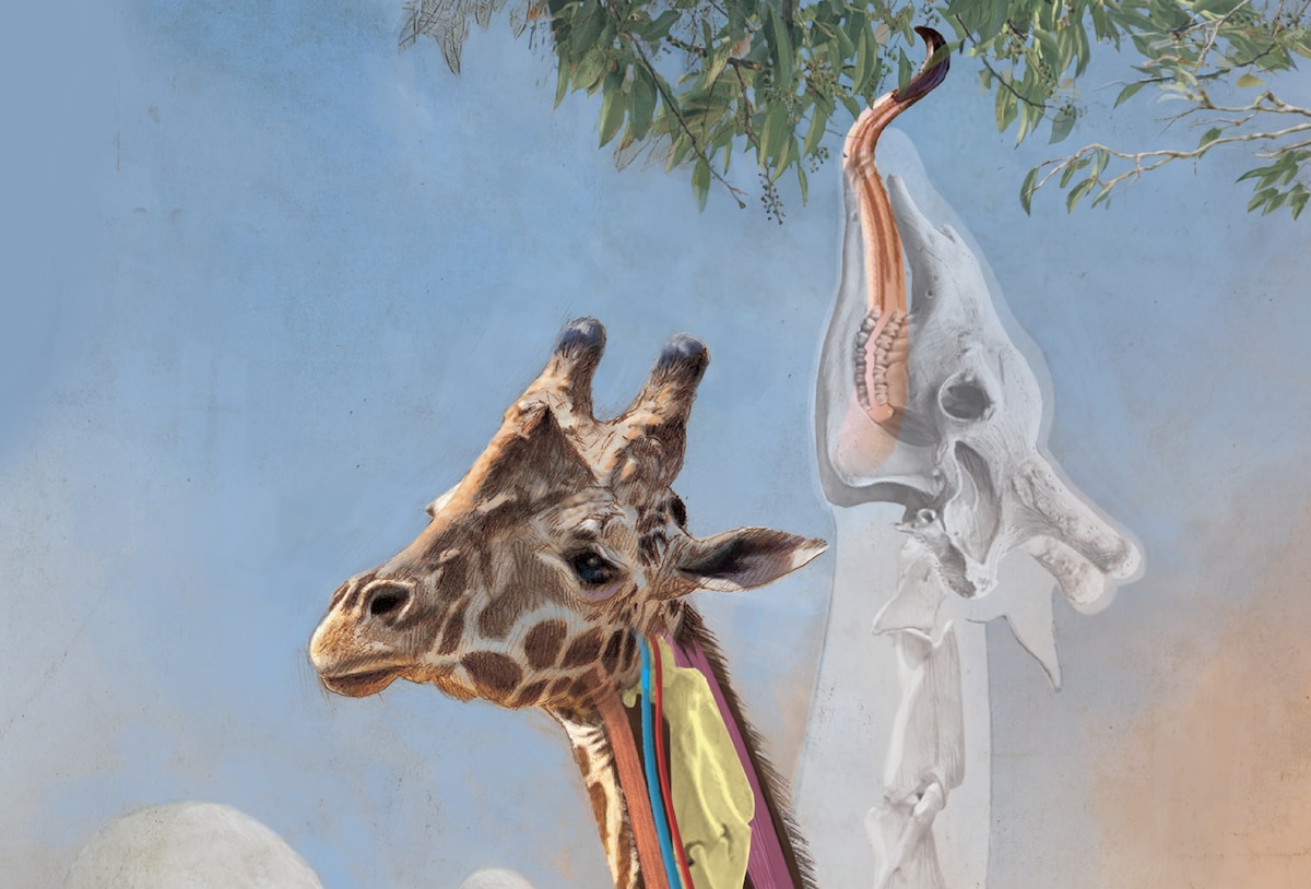 Giraffe's unique anatomy sets it apart in the animal kingdom