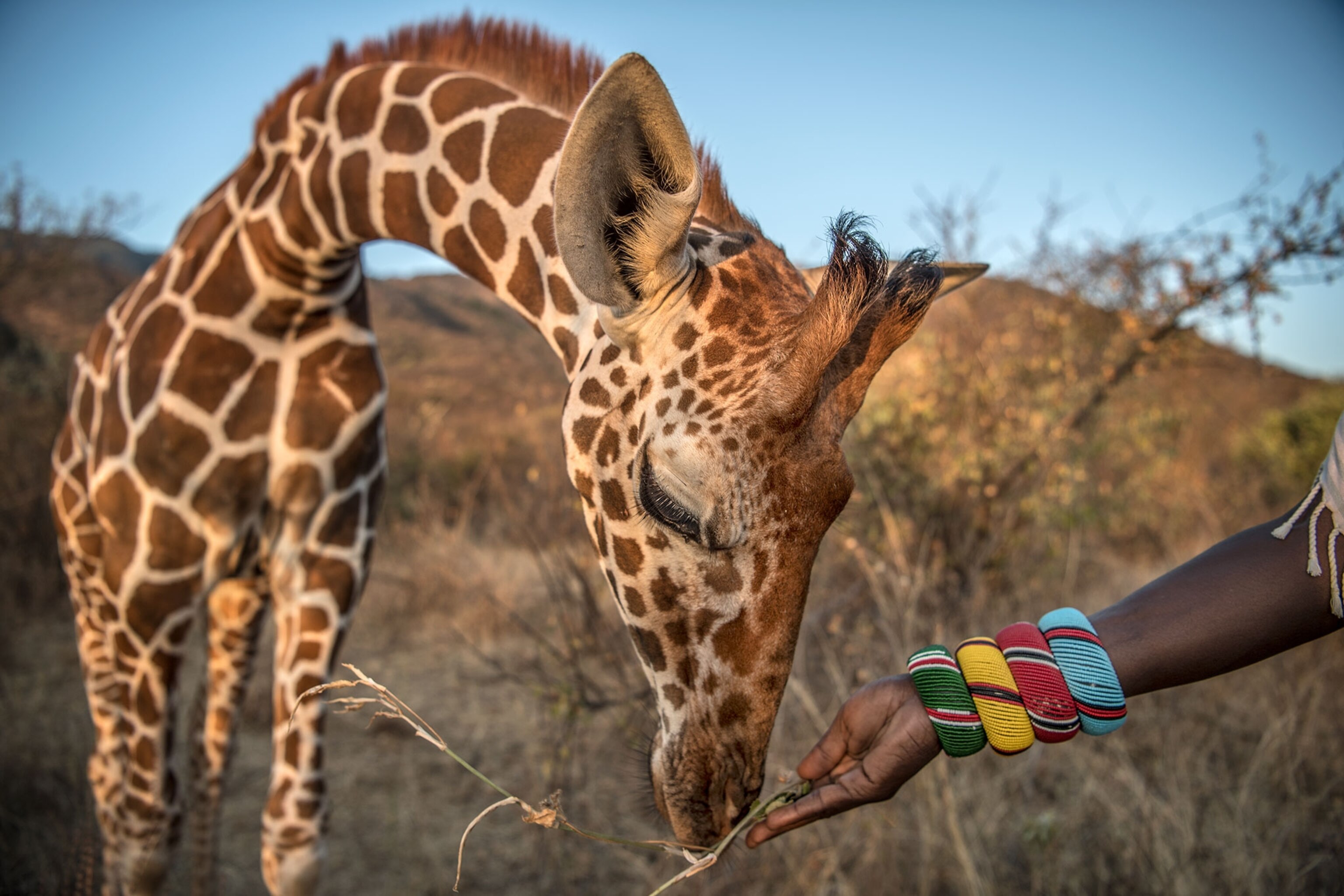 How to save the giraffe from extinction