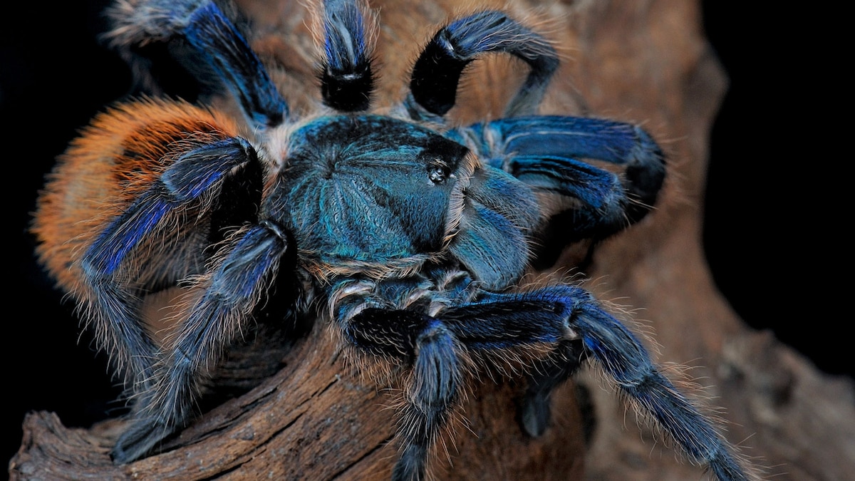 Science Still Can't Explain Why These Tarantulas Are Blue | National ...