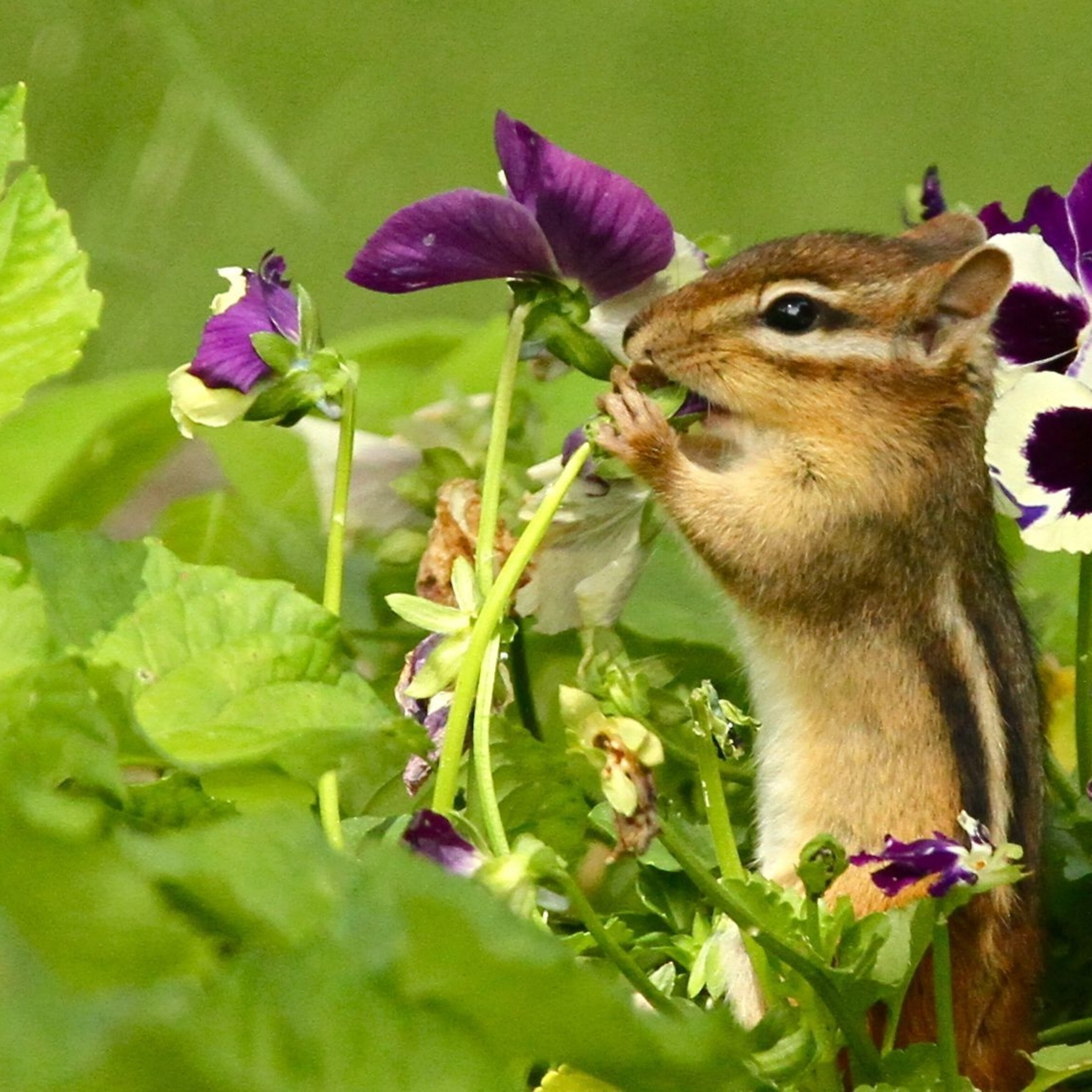 Least Chipmunk Range
