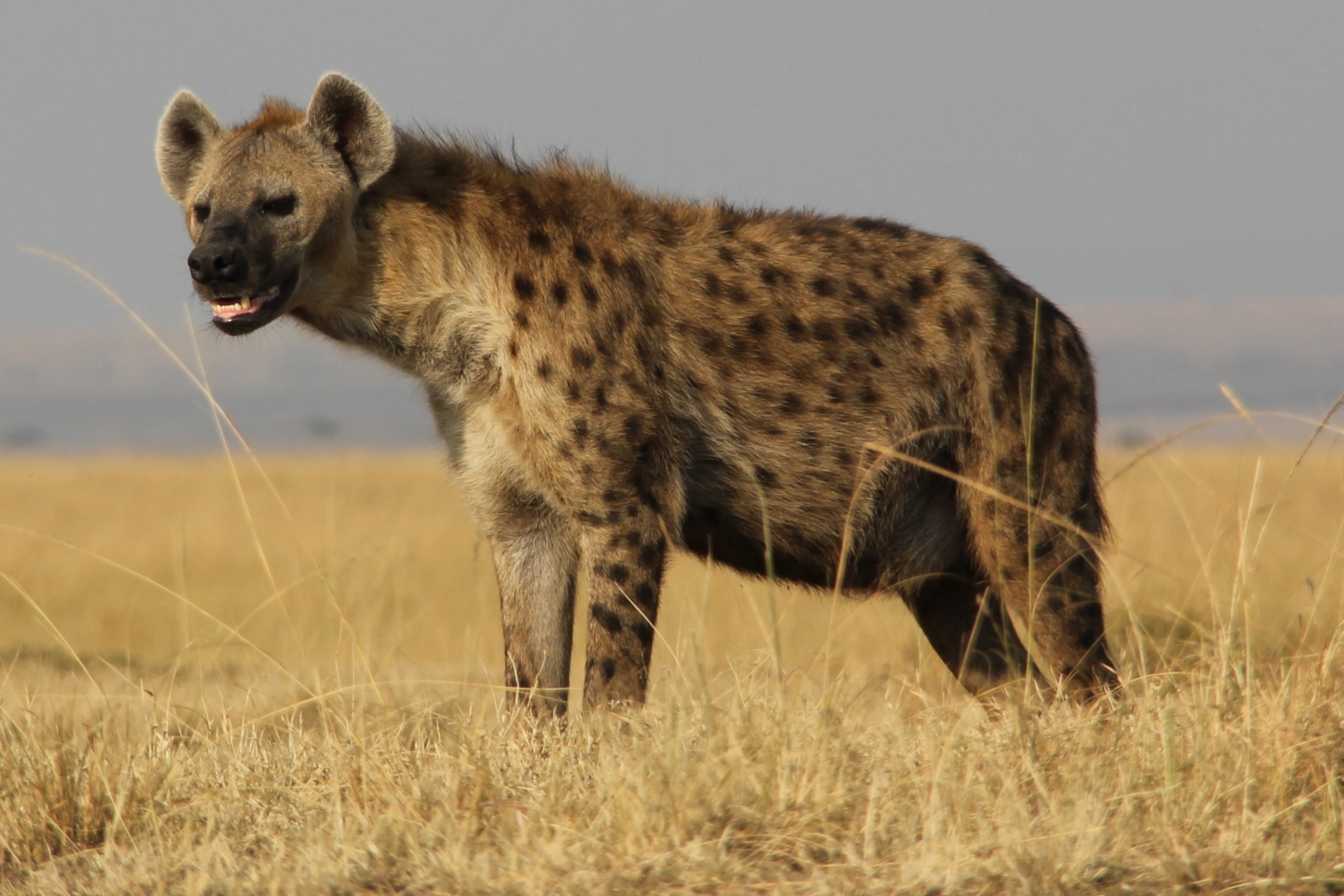 Hyena Animal Laughing Hyenas Are No Laughing Matter