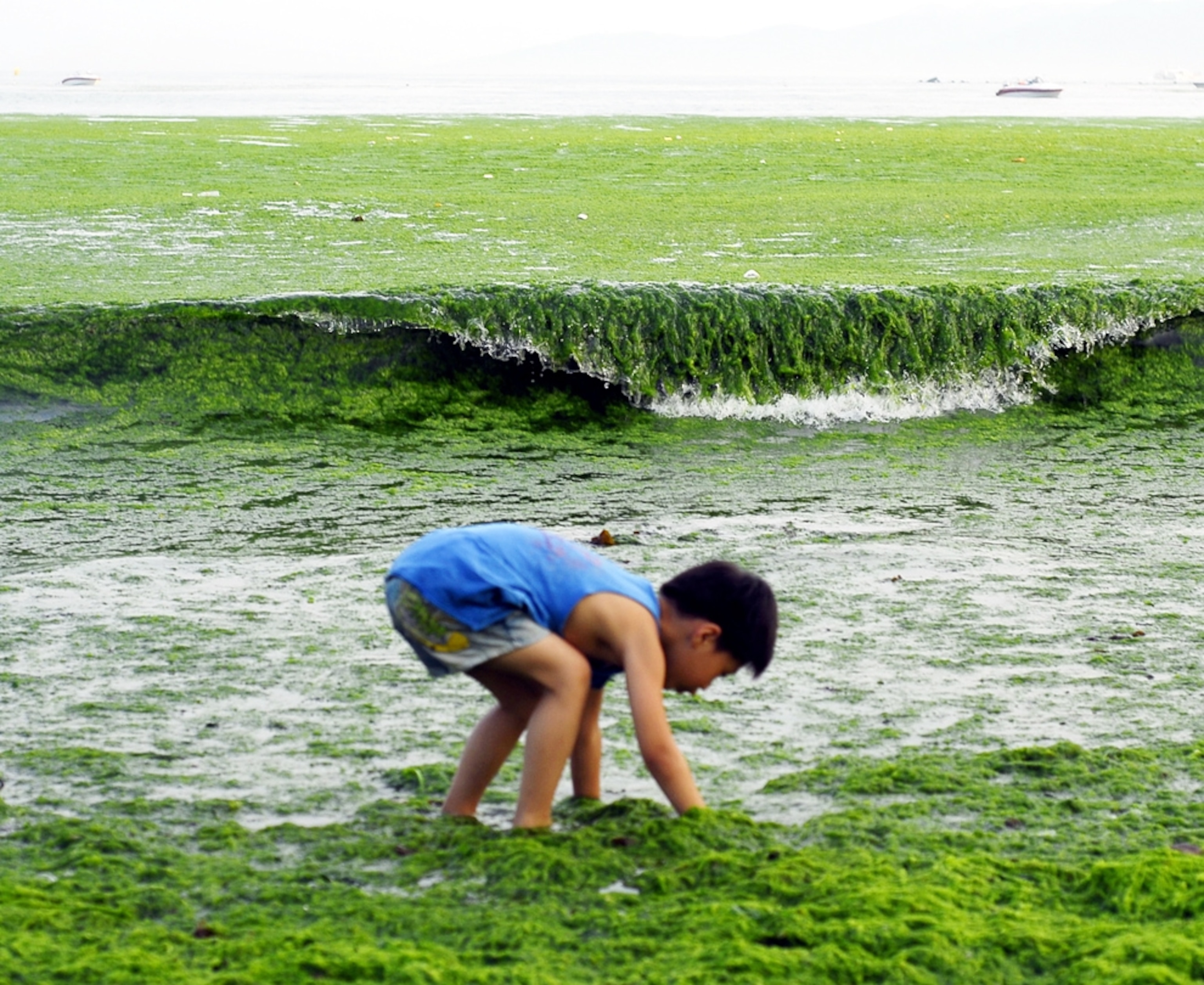 Photos: Algae Blankets China Beaches; Dead Zone Brewing? | National ...