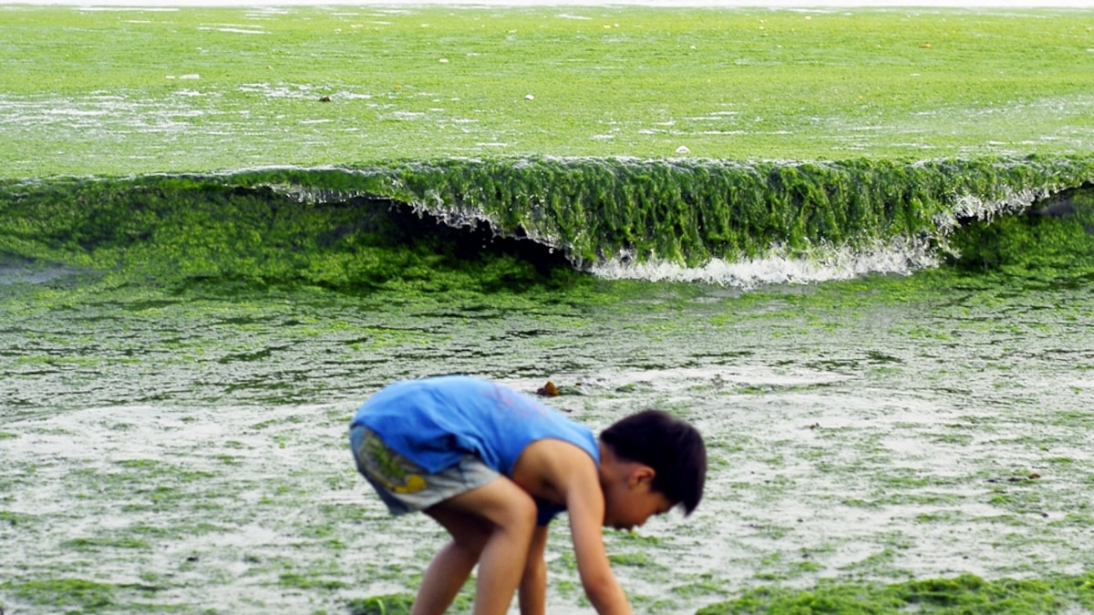 Photos: Algae Blankets China Beaches; Dead Zone Brewing? | National ...