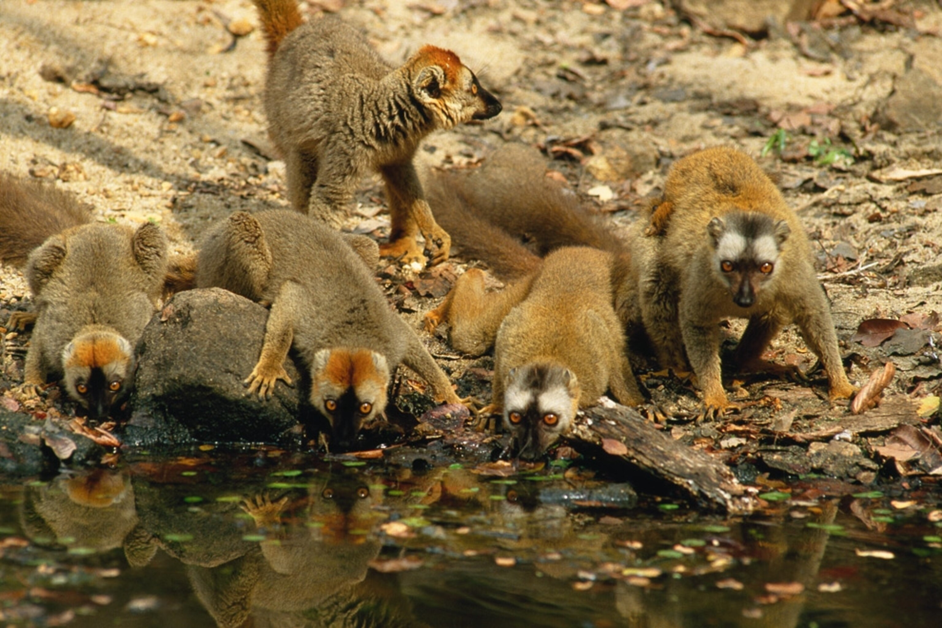 Mammals "Rafted" to Madagascar, Climate Model Suggests