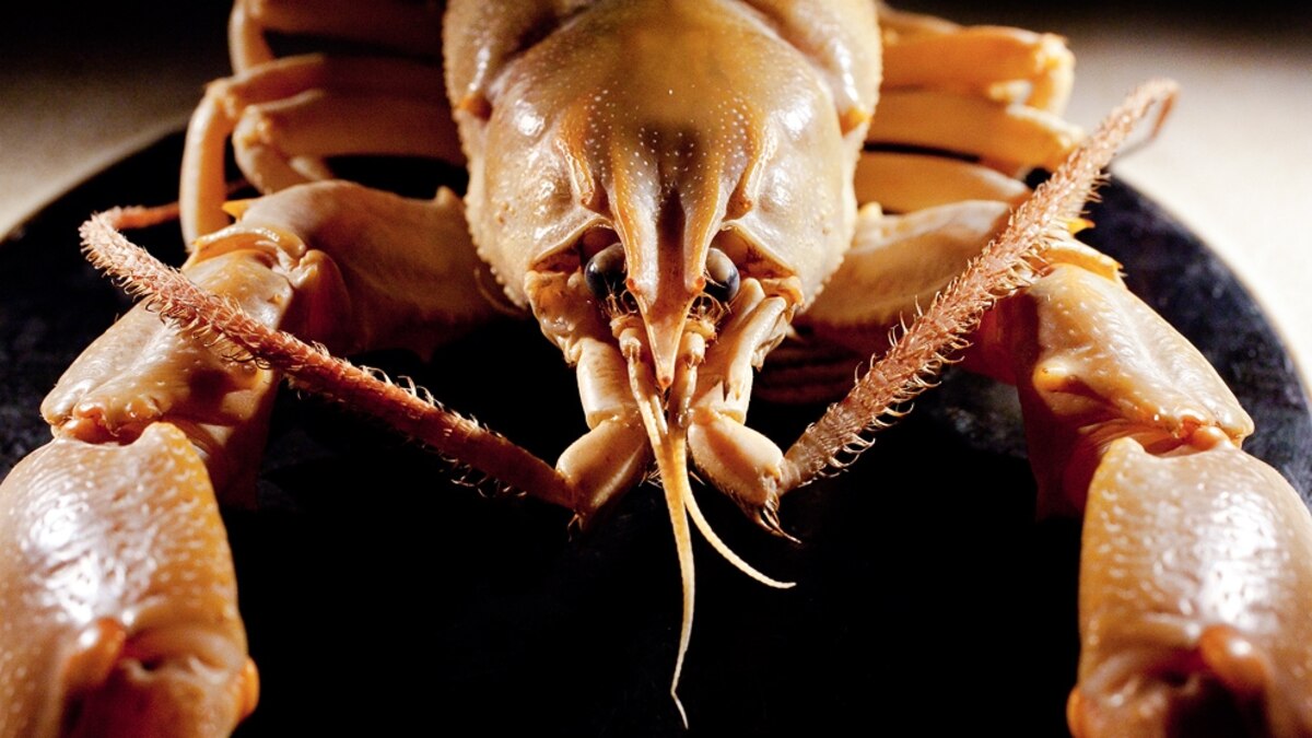 Photos: New Giant "Bearded" Crayfish Species | National Geographic