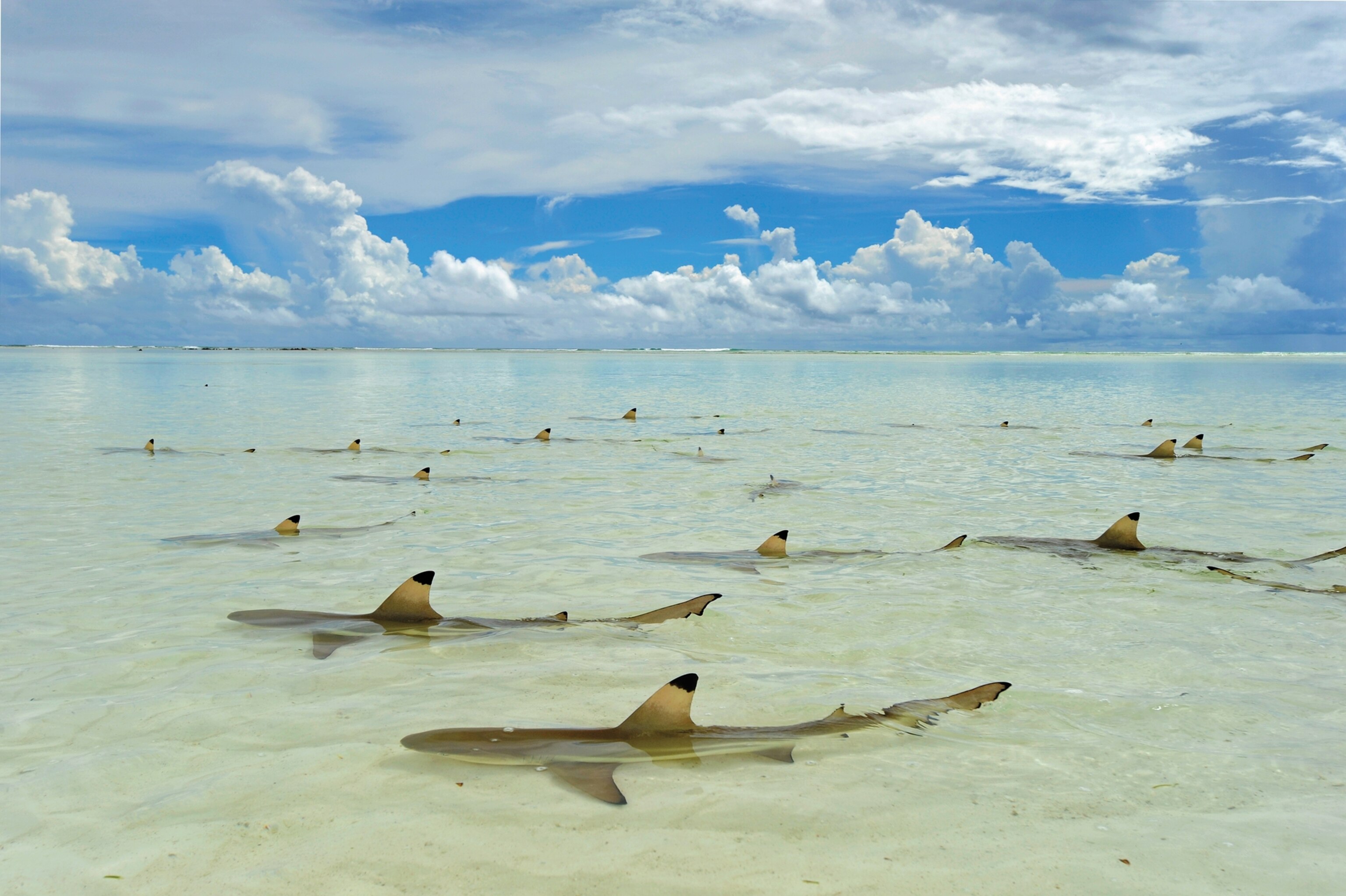 Scared of sharks? This photographer aims to turn shark fear into ...