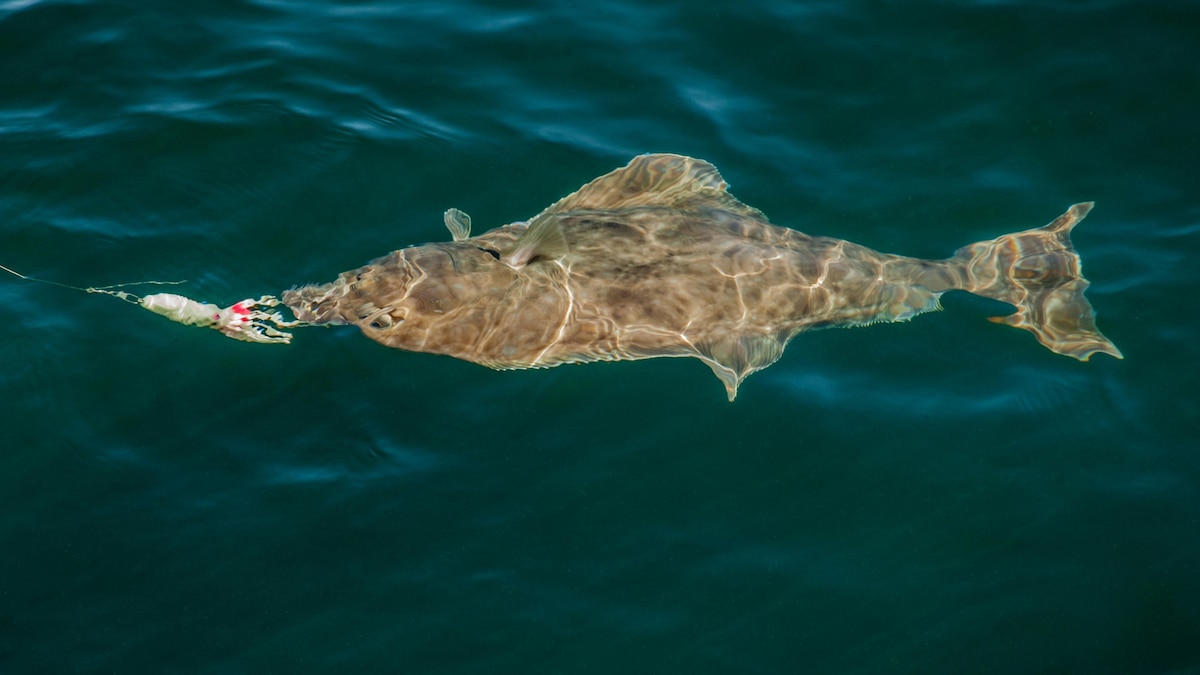 As halibut decline, Alaska Native fishers square off against industrial ...