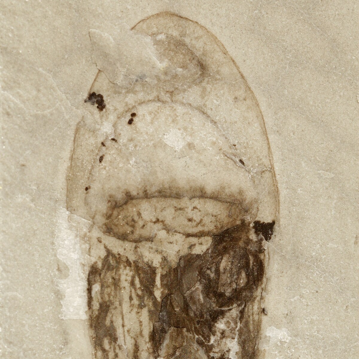 Treasure trove of spectacular fossils found in China