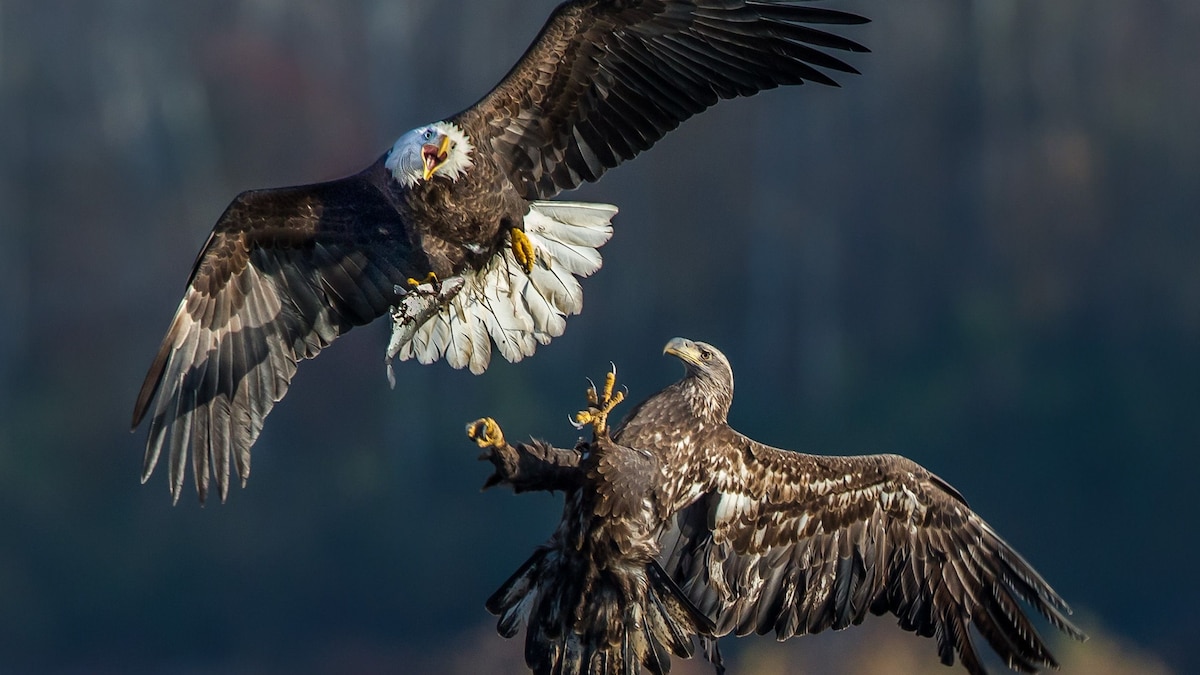39 Photos of Animals in Action | National Geographic