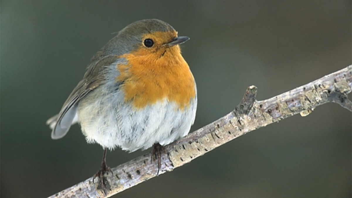 How birds see magnetic fields – an interview with Klaus Schulten ...