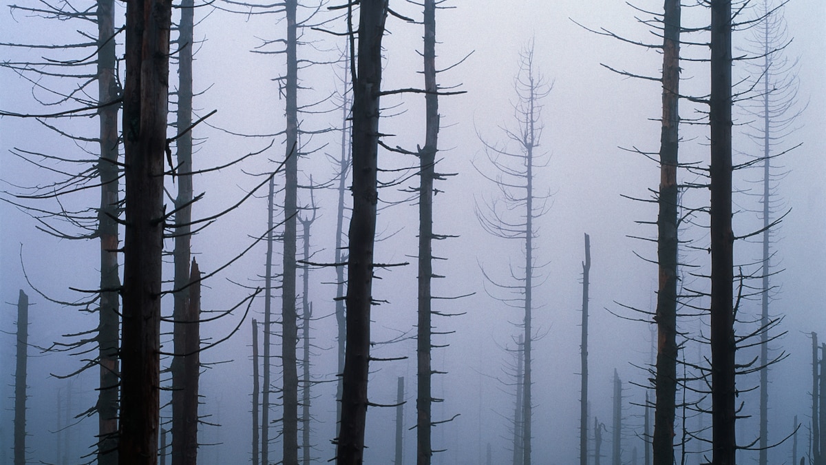 Acid rain causes, effects, and solutions | National Geographic