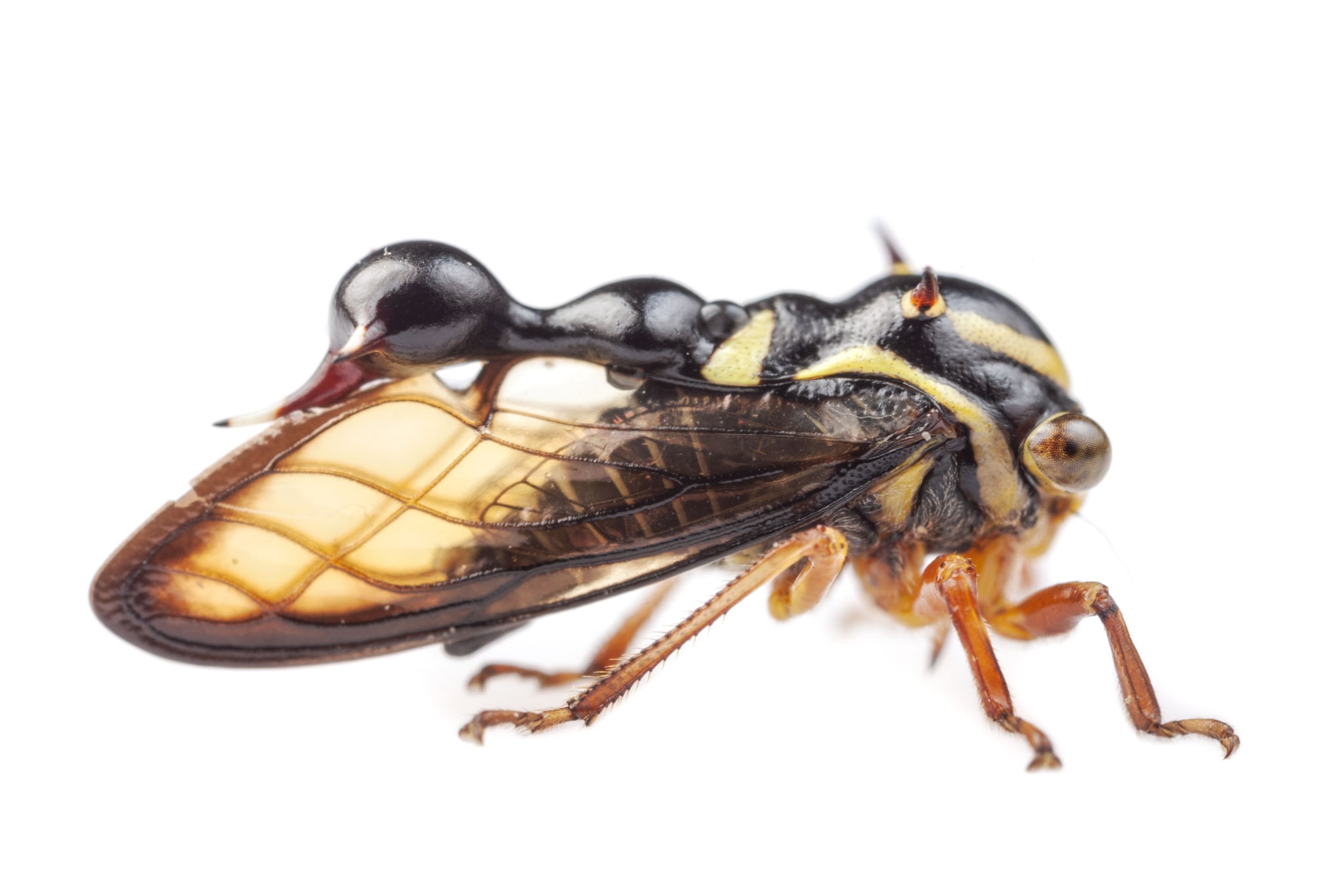 Treehoppers: pictures of the rainforest's mini-marvels