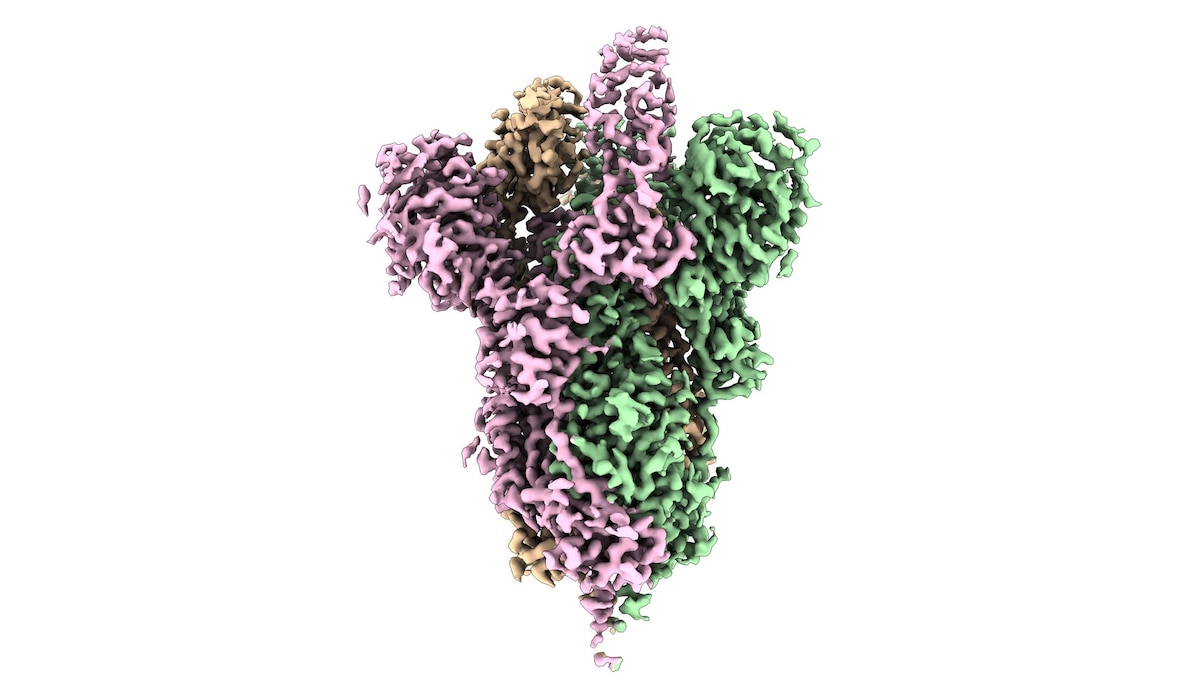 They spent 12 years solving a scientific puzzle. It yielded the first ...