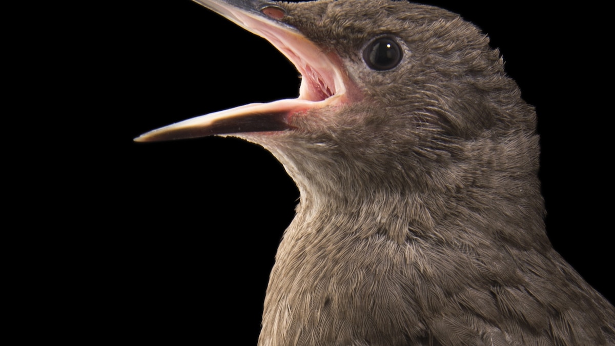 European Starling | National Geographic | National Geographic
