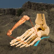  Lucy Was No Swinger Walked Like Us Fossil Suggests