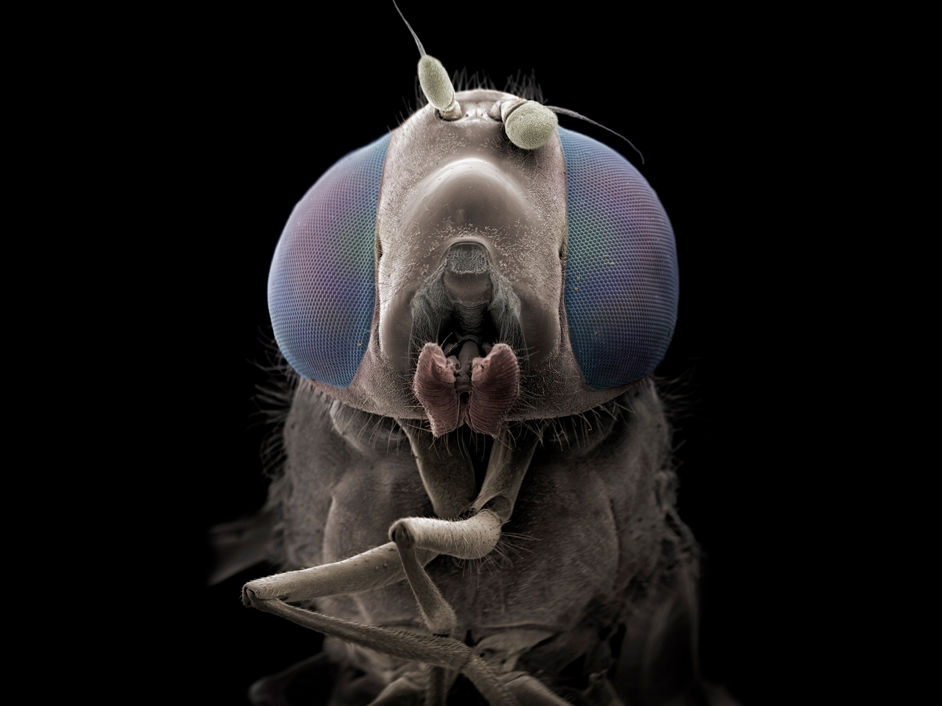 Hidden world of microscopic life revealed in extraordinary pictures Hidden world of microscopic life revealed in extraordinary pictures
