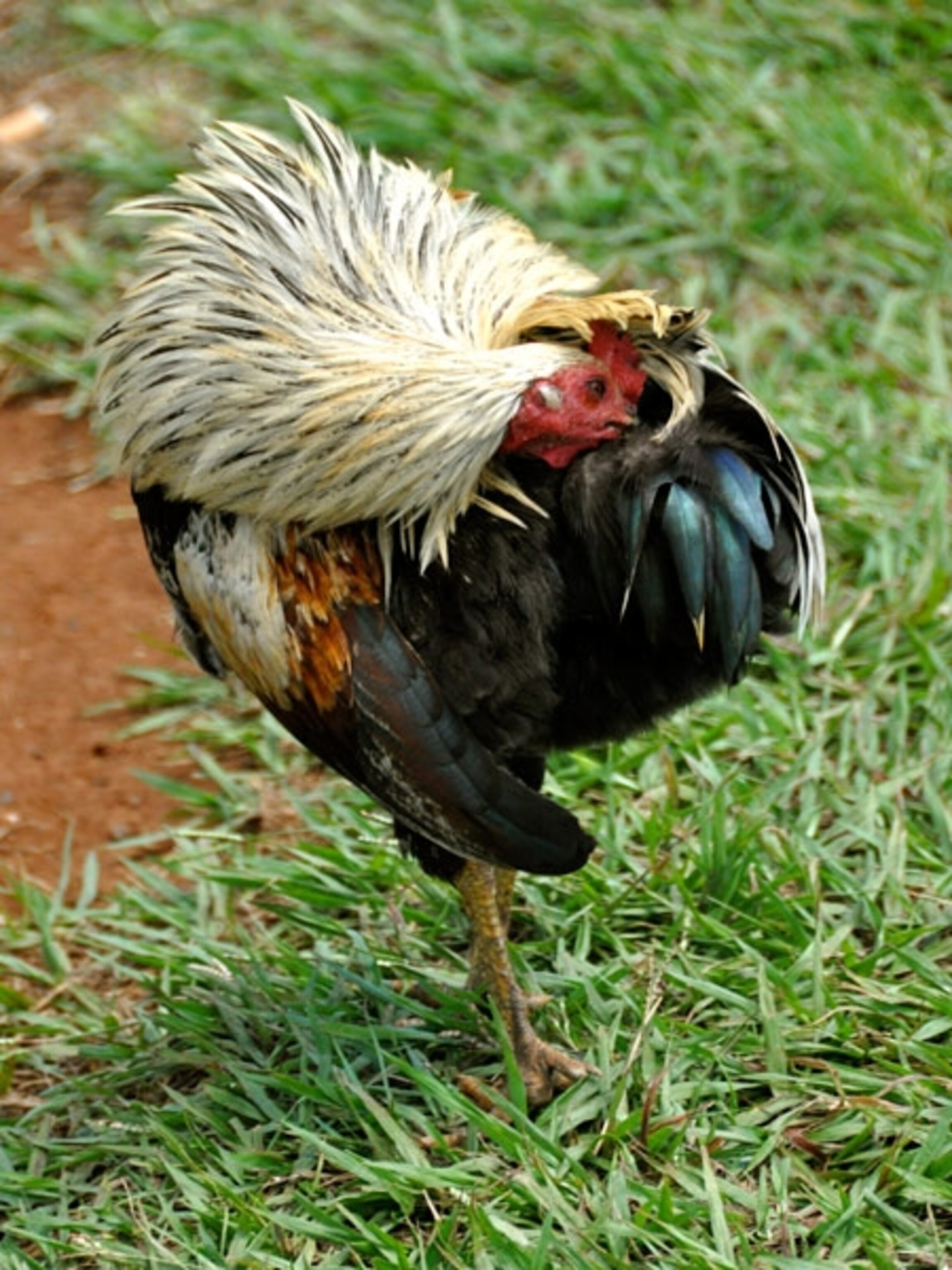 Game Bird Pictures - National Geographic