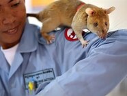 African Giant Rats African Giant Rats