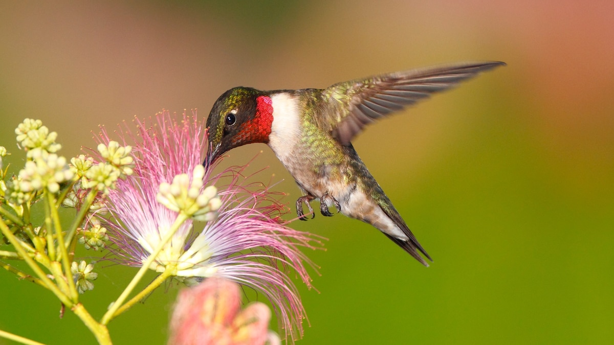 Every day’s Thanksgiving for the animal world’s extreme eaters ...