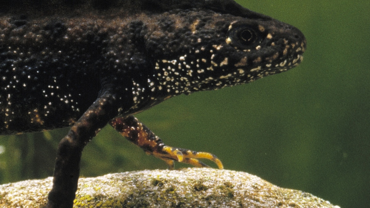 Great Crested Newt National Geographic National Geographic