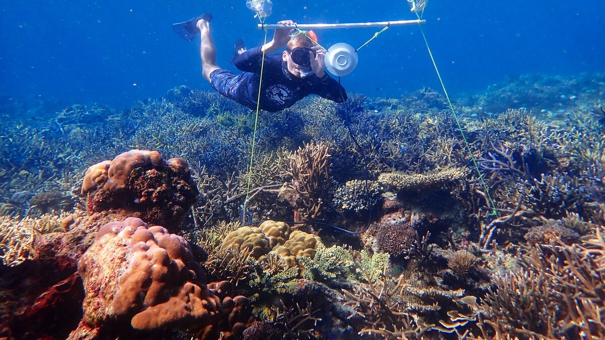 Sound to heal reefs, bites to spur blooms, and other wonders | National ...