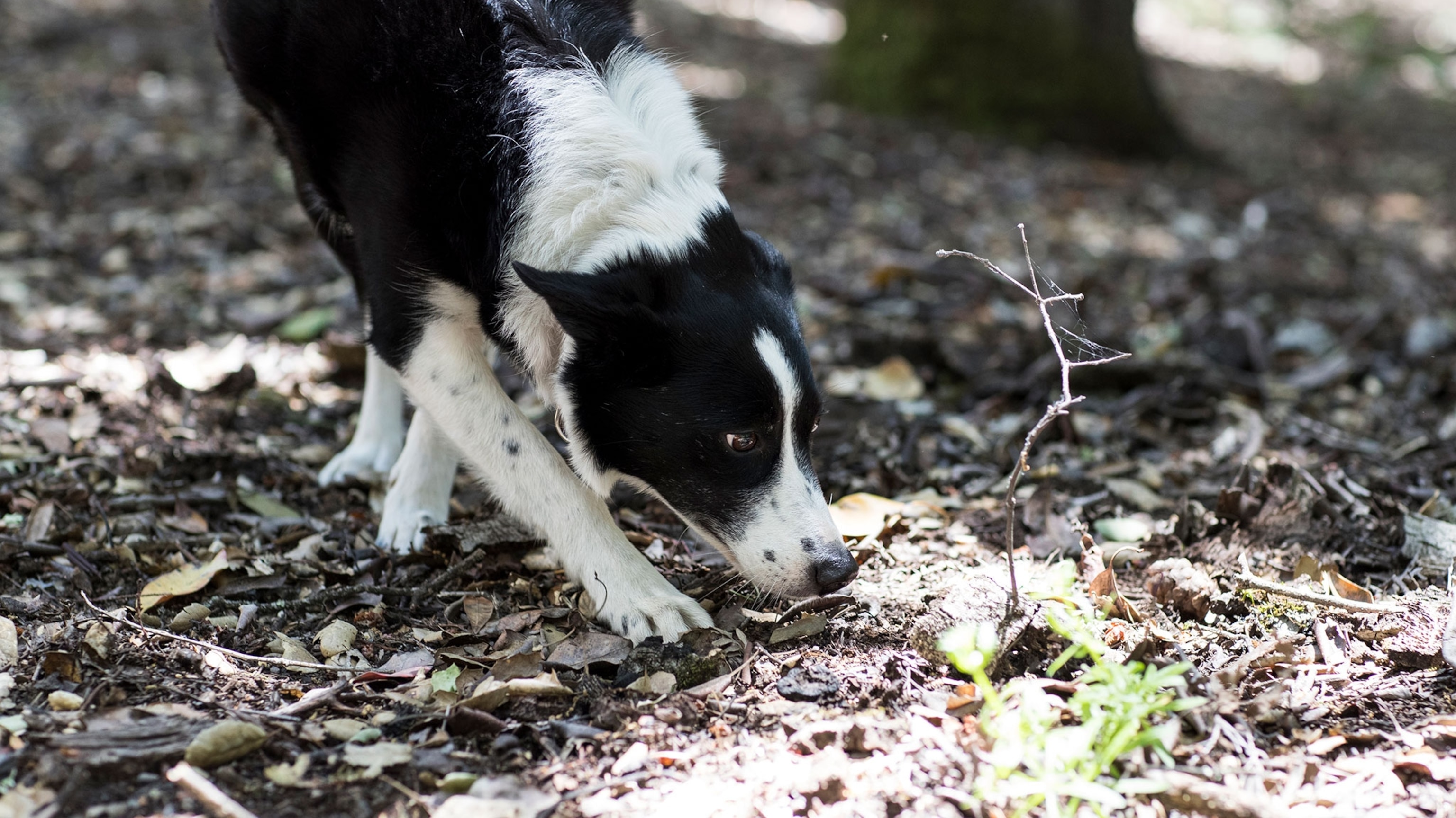 Can Dogs Smell Ashes