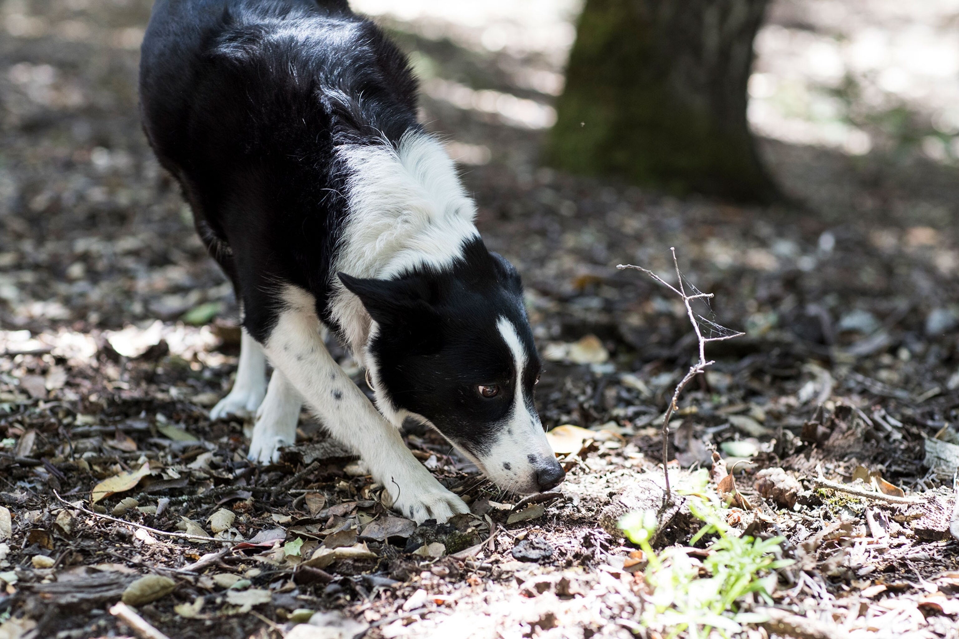 Detection dogs sniff out human cremains from houses burned in wildfires