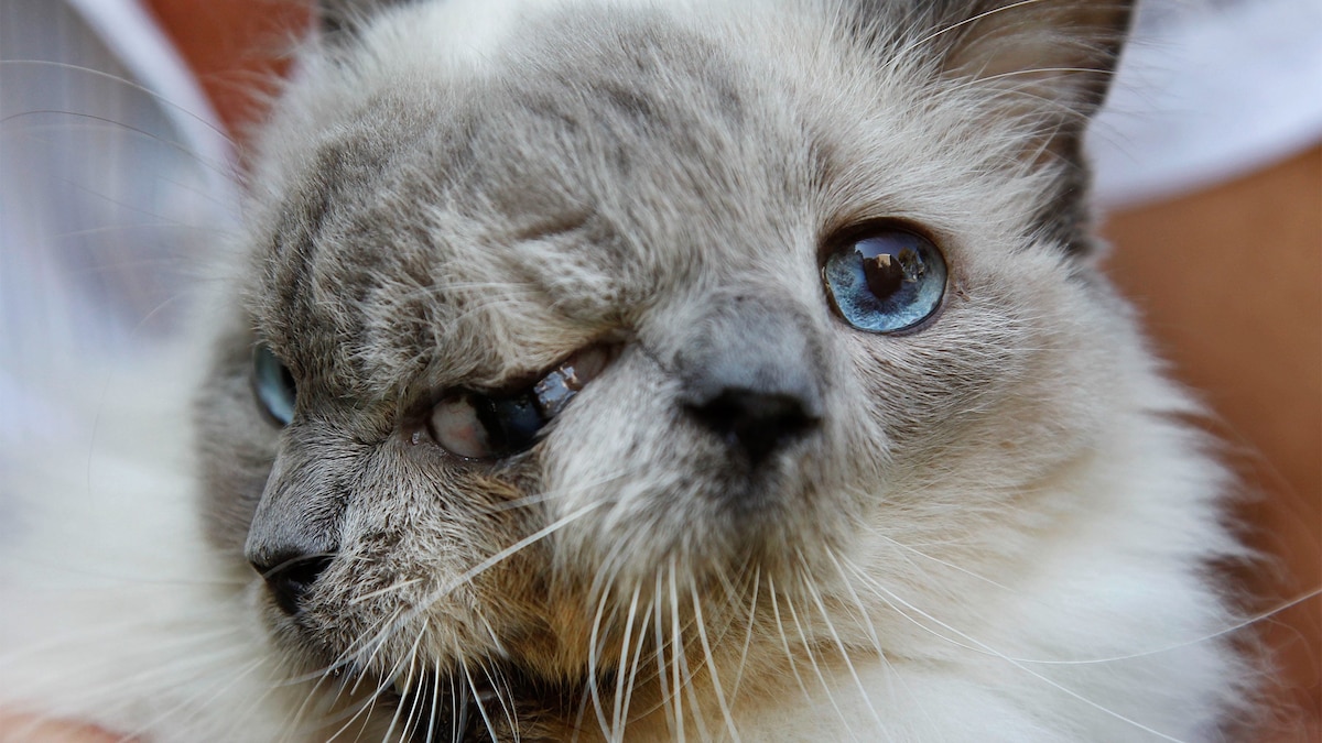 Two-Faced Cats: How Do They Get That Way? | National Geographic