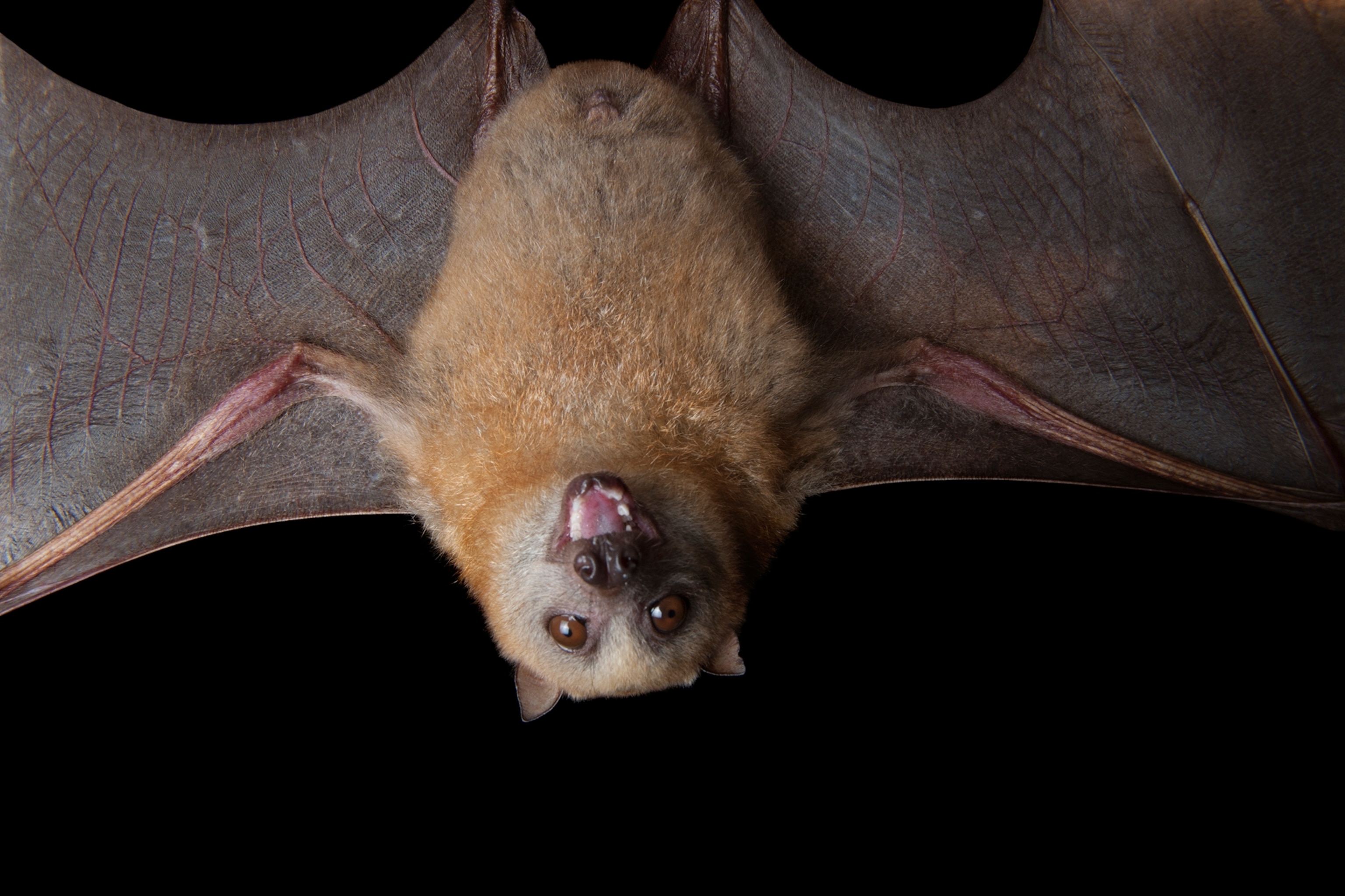 How Cats, Rats, Bats, and More Became Halloween Animals