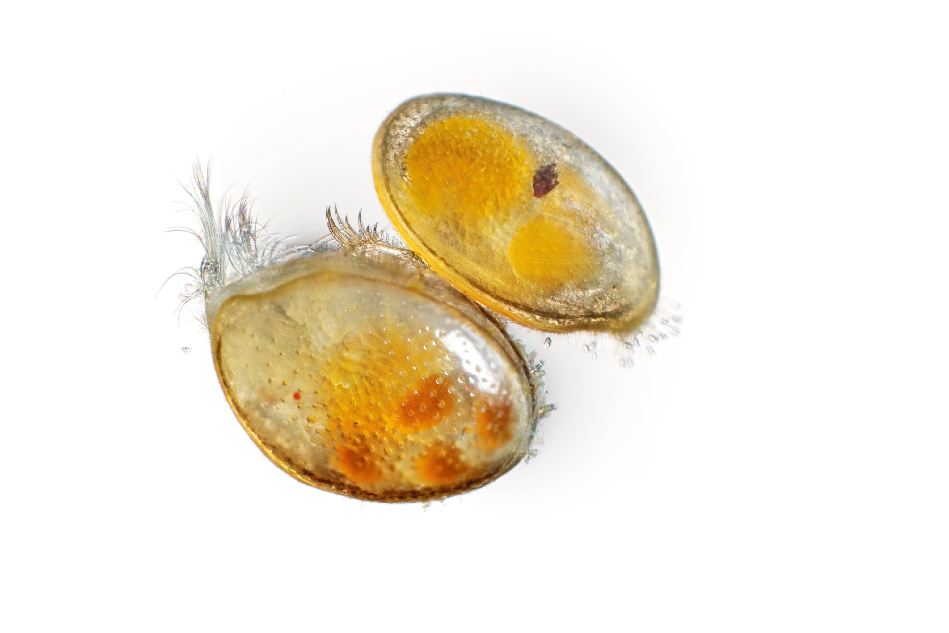 Inside the Eye: Nature’s Most Exquisite Creation