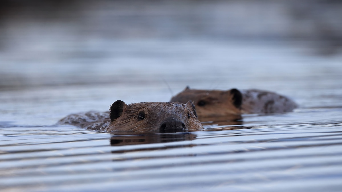 For Valentine’s Day, Here Are the World’s Most Romantic Animals ...