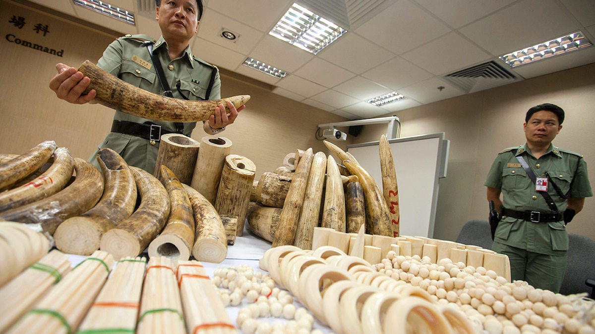Hong Kong ‘Open-Minded’ to Banning its Ivory Trade | National Geographic