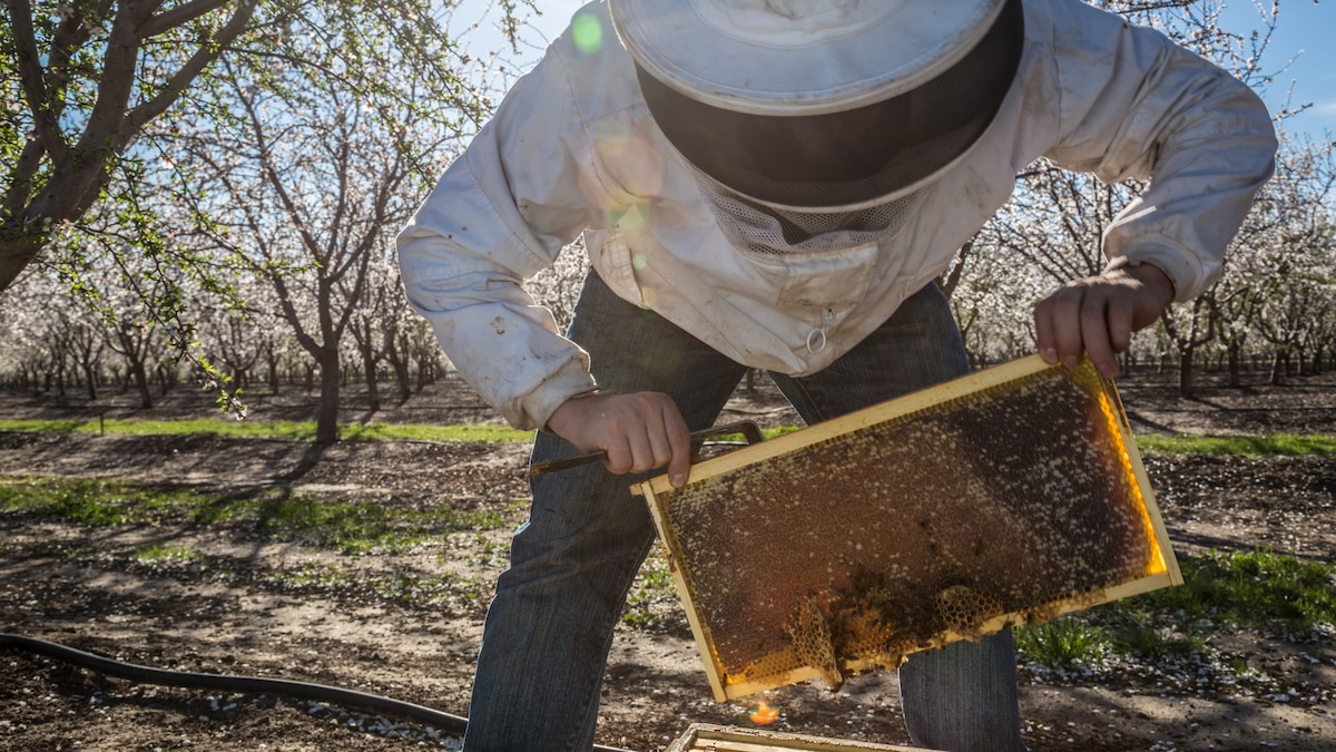What bacteria and fungi lurk in your city? Bees may have the answer ...
