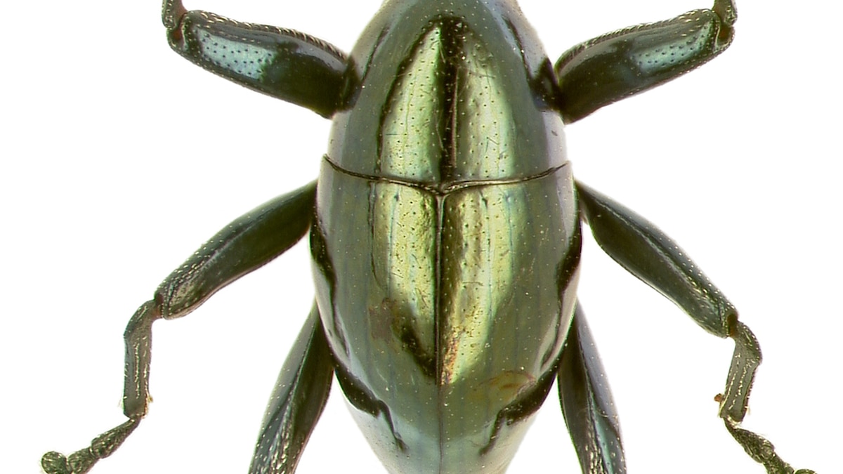 Pictures: 101 New Species of Beetles | National Geographic