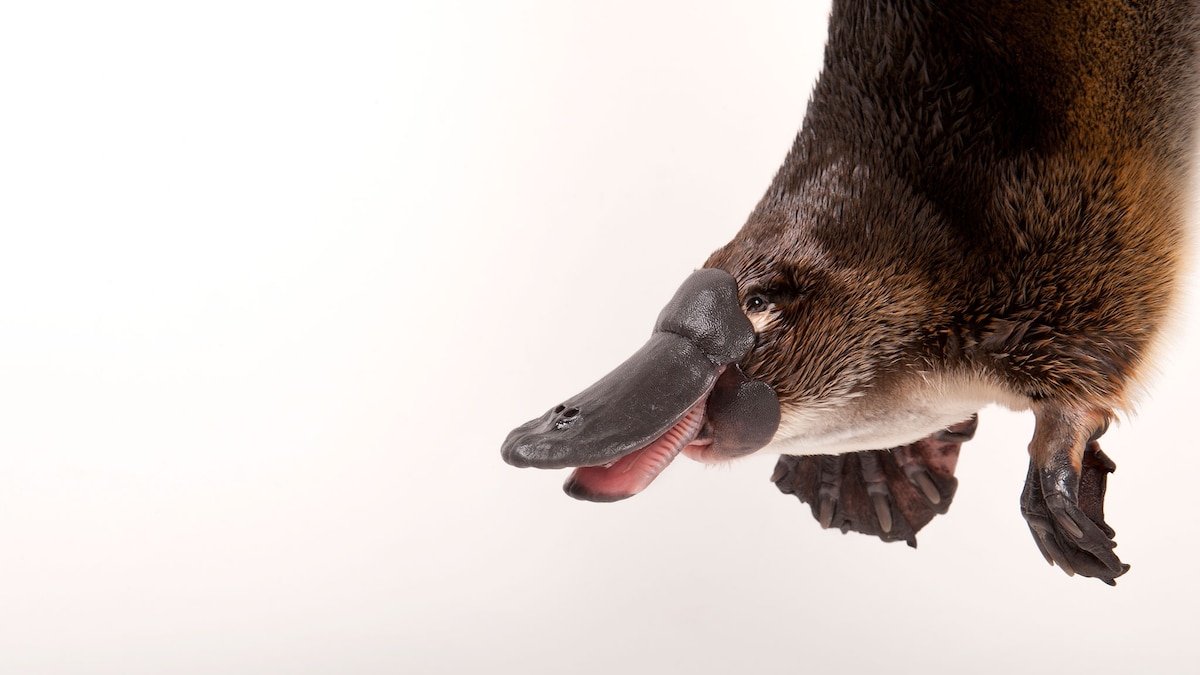 How the Venomous, Egg-Laying Platypus Evolved | National Geographic