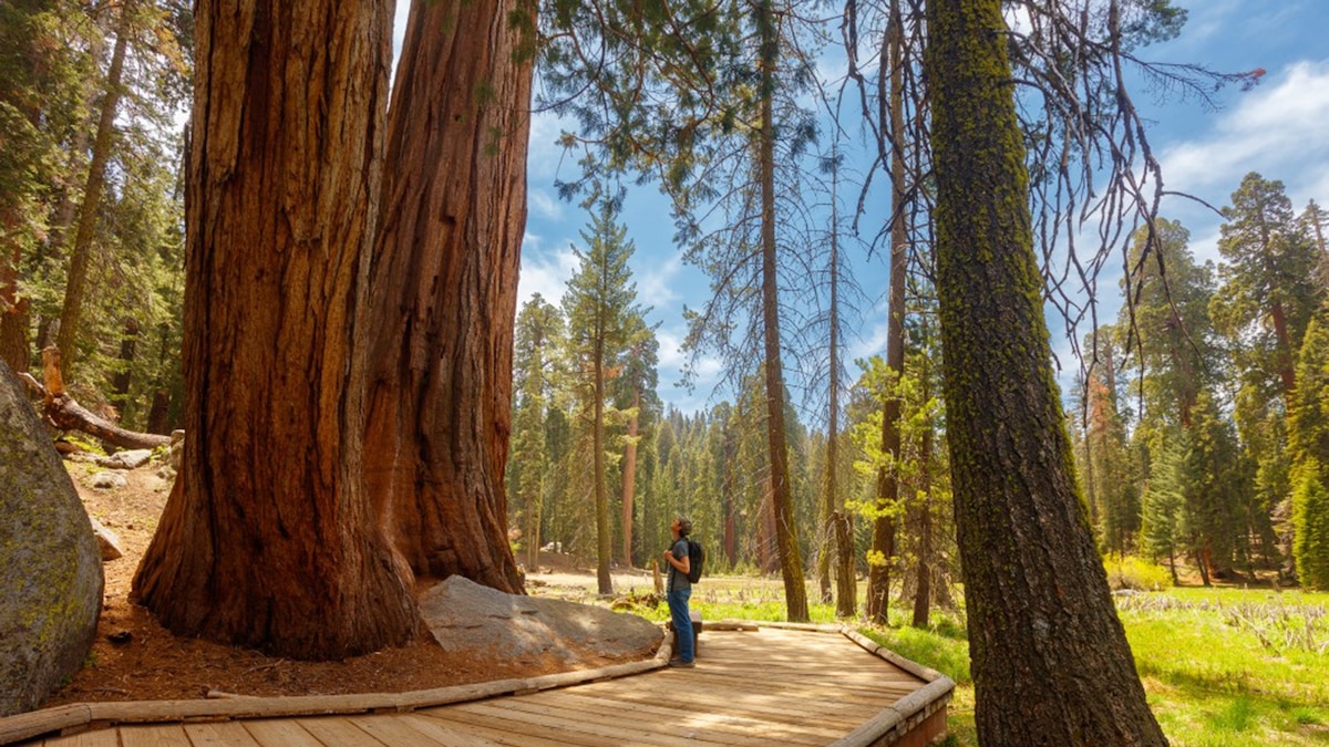 How to plan a trip to California’s Sequoia & Kings Canyon National ...
