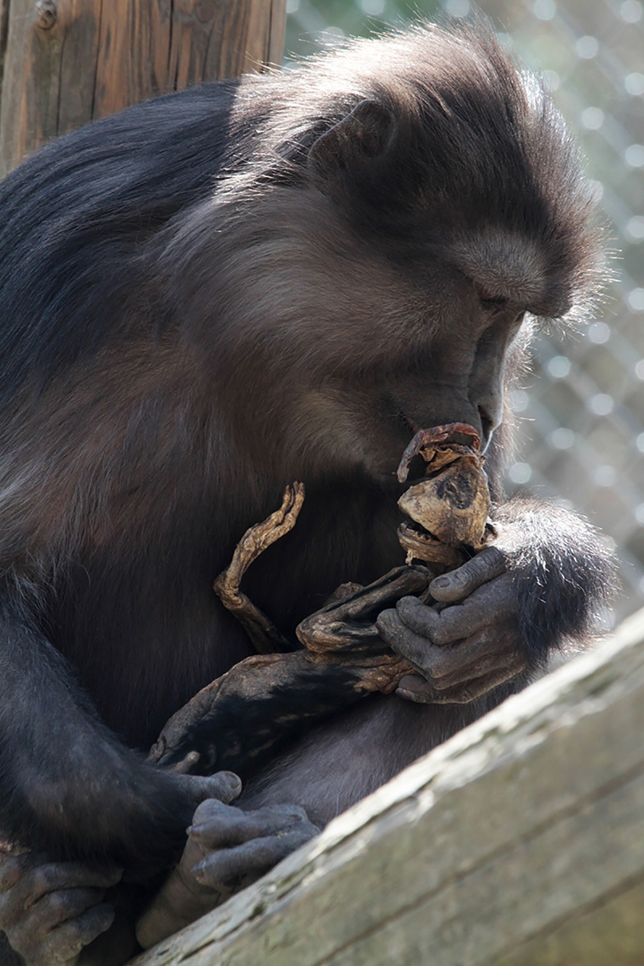 Mother Monkey Eats Mummified Baby in 'Astonishing' Case