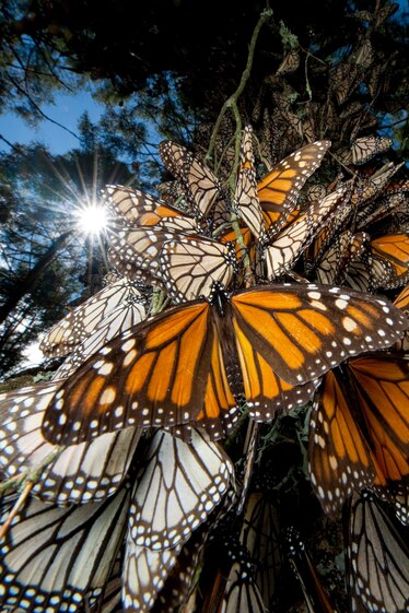 The butterfly effect