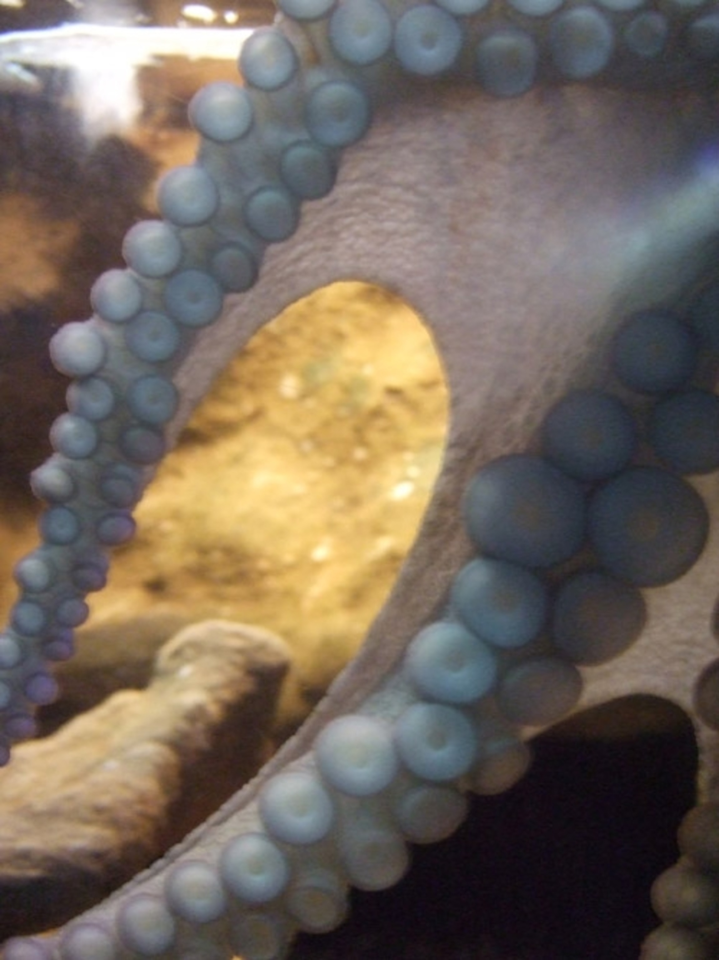 Australiana #2 – Cephalopods | National Geographic