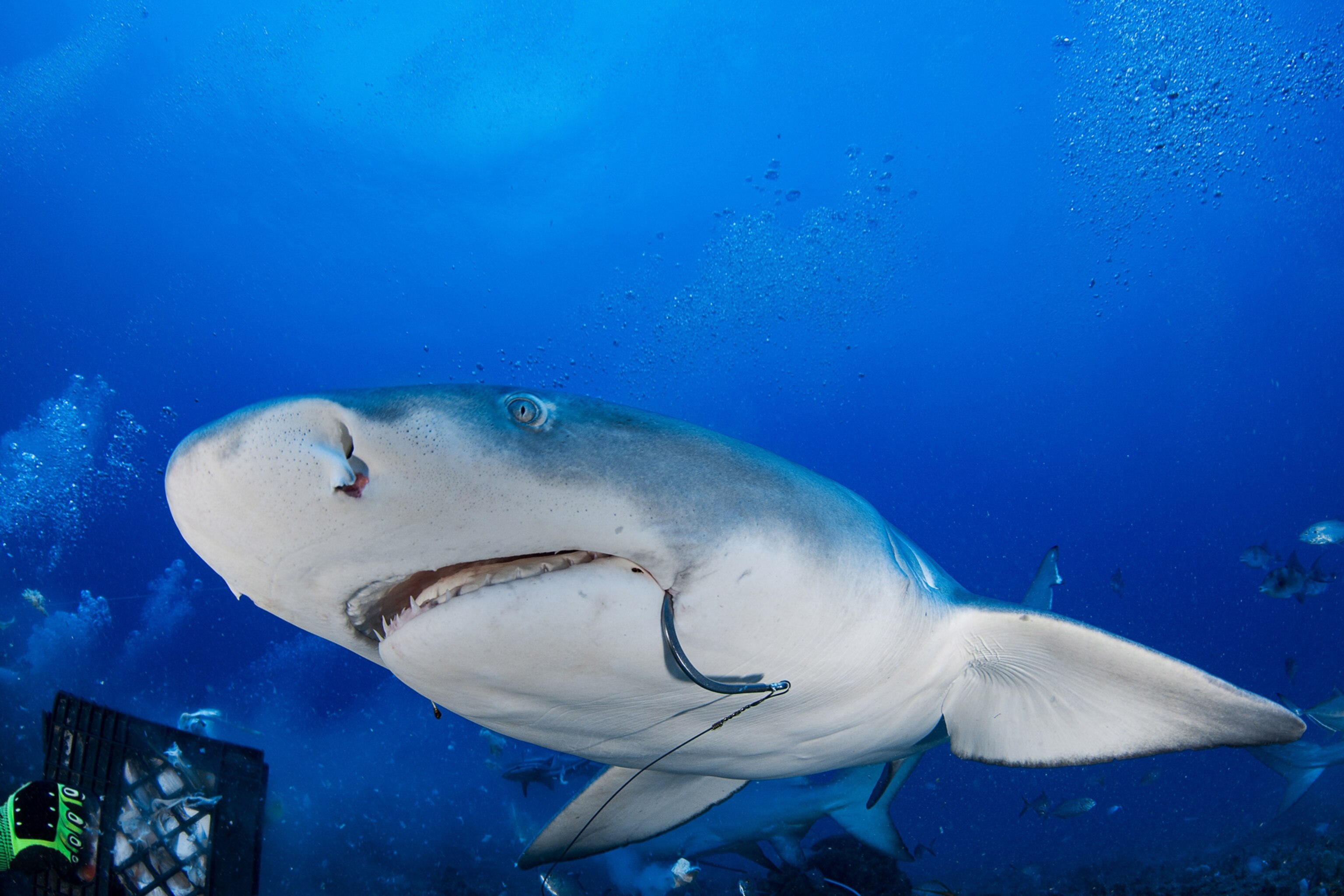 Shark Divers Remove Hook from Lemon Shark's Mouth