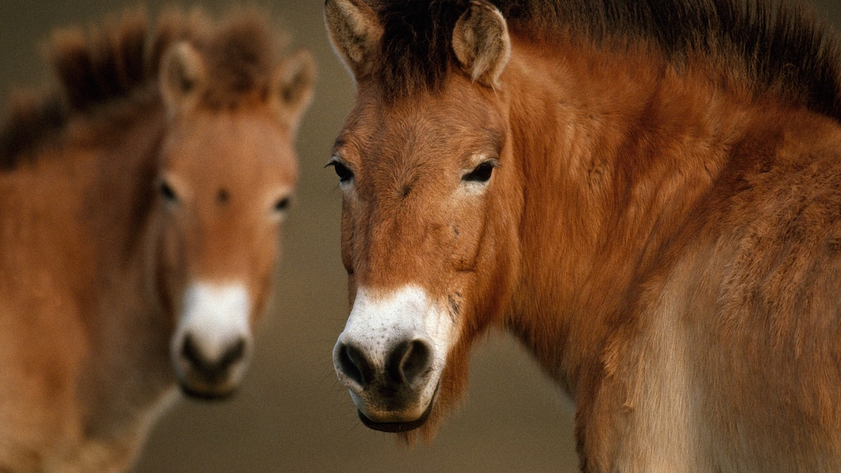 World's Oldest Genome Sequenced From 700,000-Year-Old Horse DNA ...
