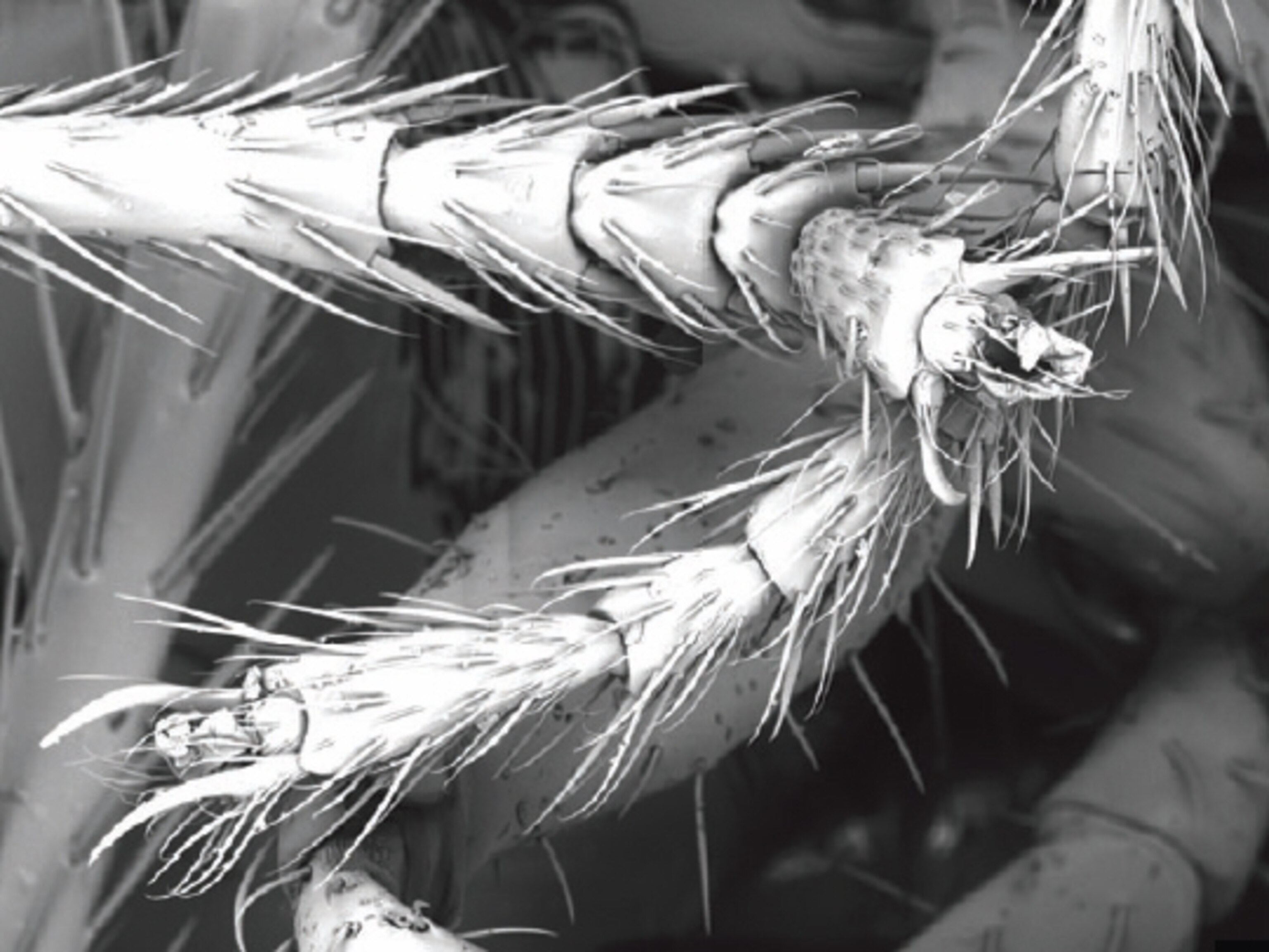 The Architecture of Living Buildings