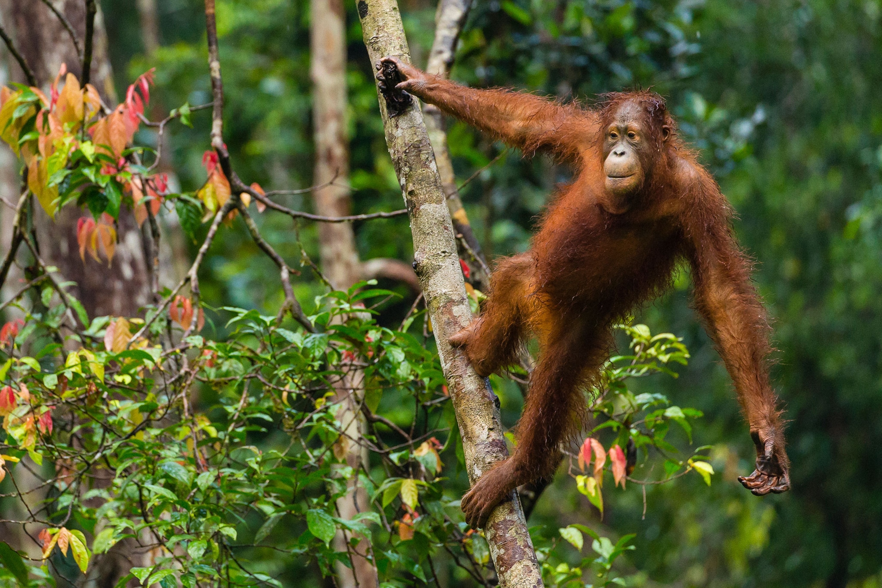 13 Pictures of Beautiful, Endangered Orangutans