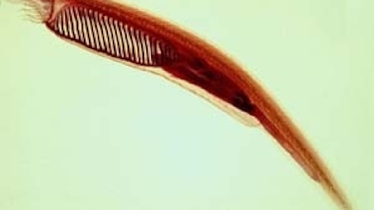 The Dawn of Brains and Bones | National Geographic