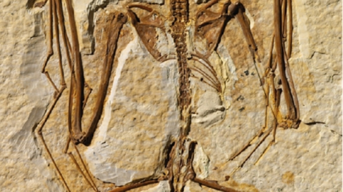 A Hairy Archaeopteryx? | National Geographic