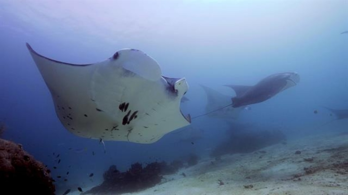 Manta rays form close friendships, shattering misconceptions | National ...
