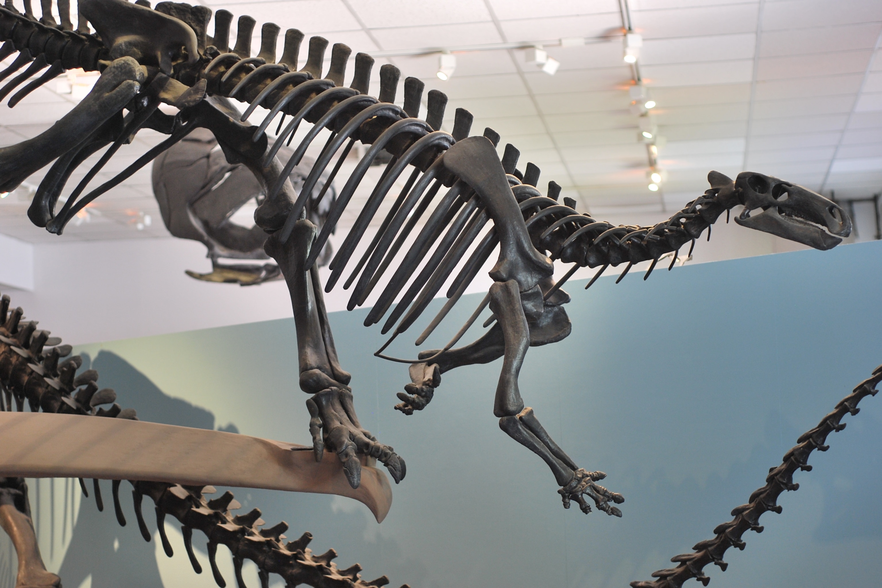 Chasing After Allosaurus